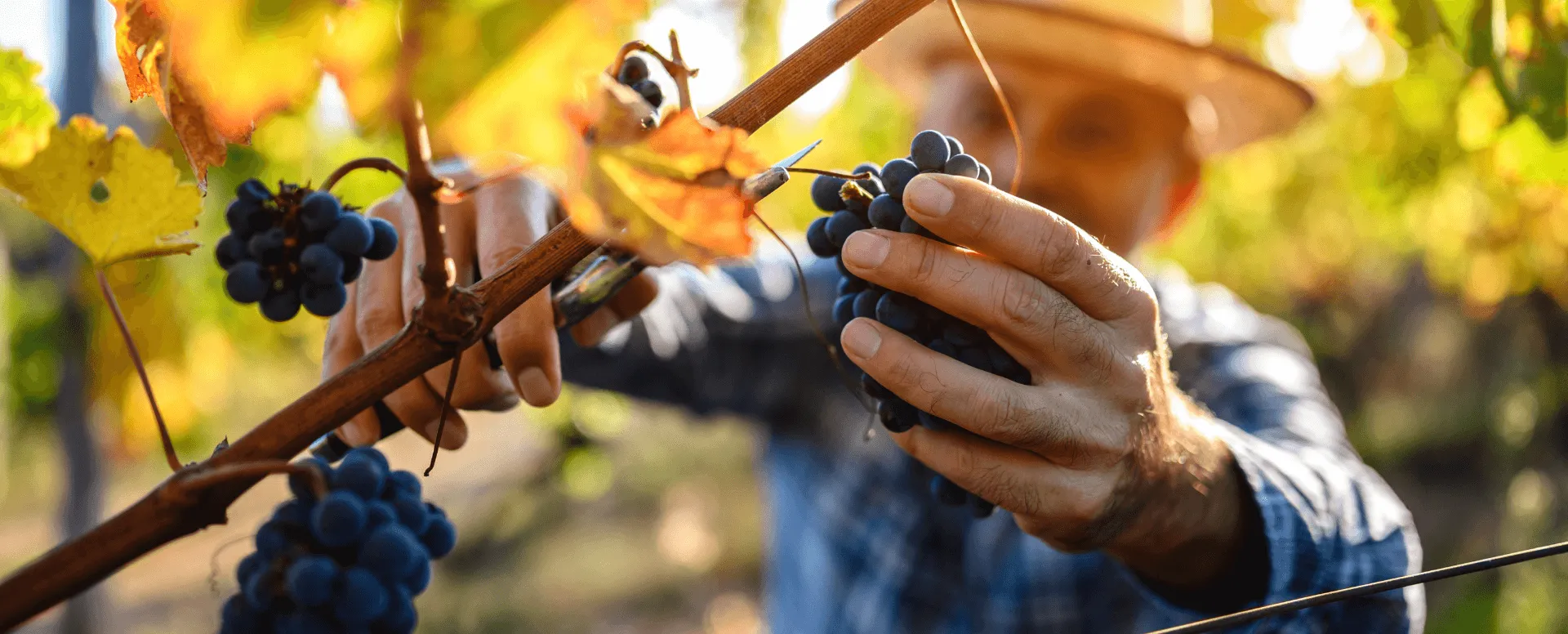 Resources – Hunter Health Insurance